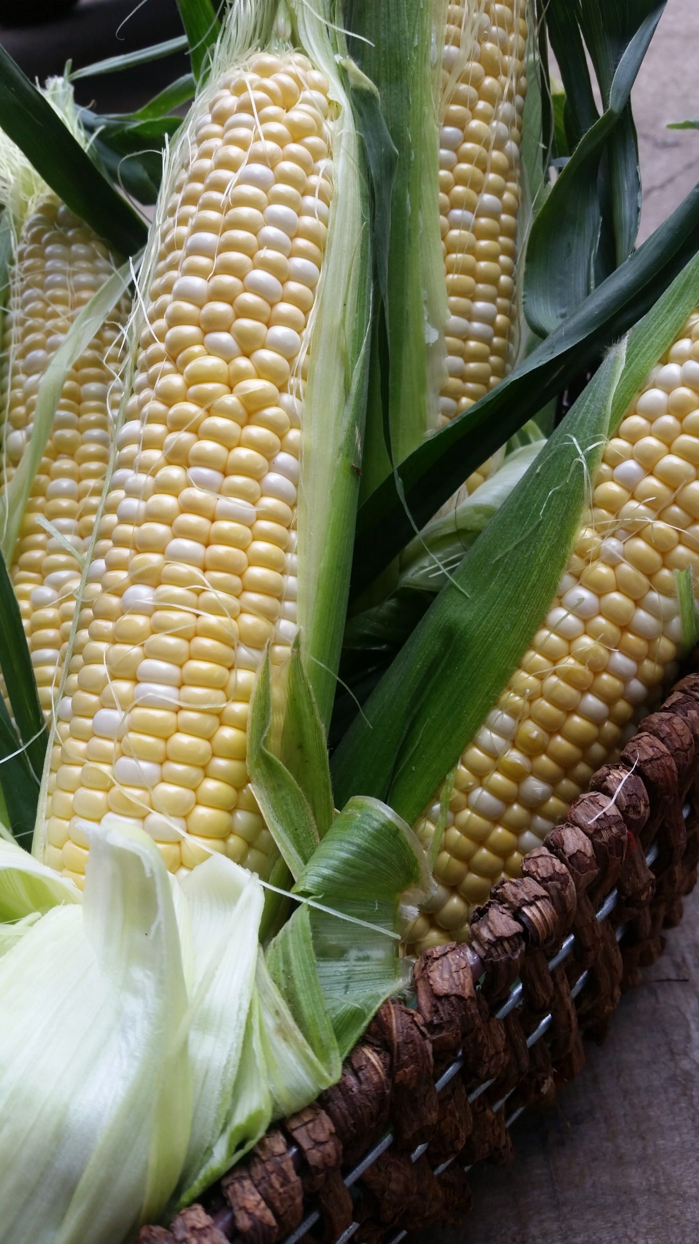 Bi-Color Sweetcorn - per dozen - Leroux Produce
